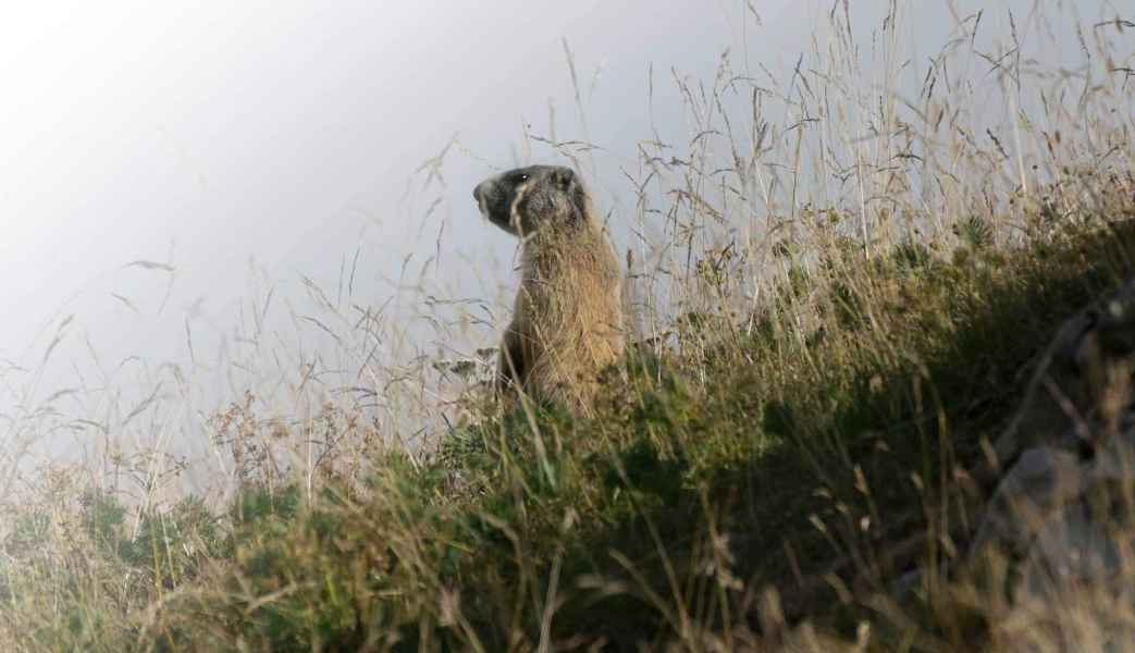 Découvrir les marmottes dans les Alpes